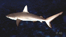 APEX reef shark | APEX Environmental